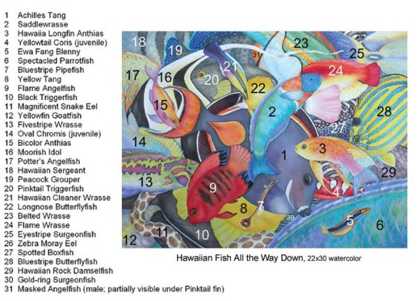 Hawaiian Fish ID chart - Fine Art of Lucy Arnold