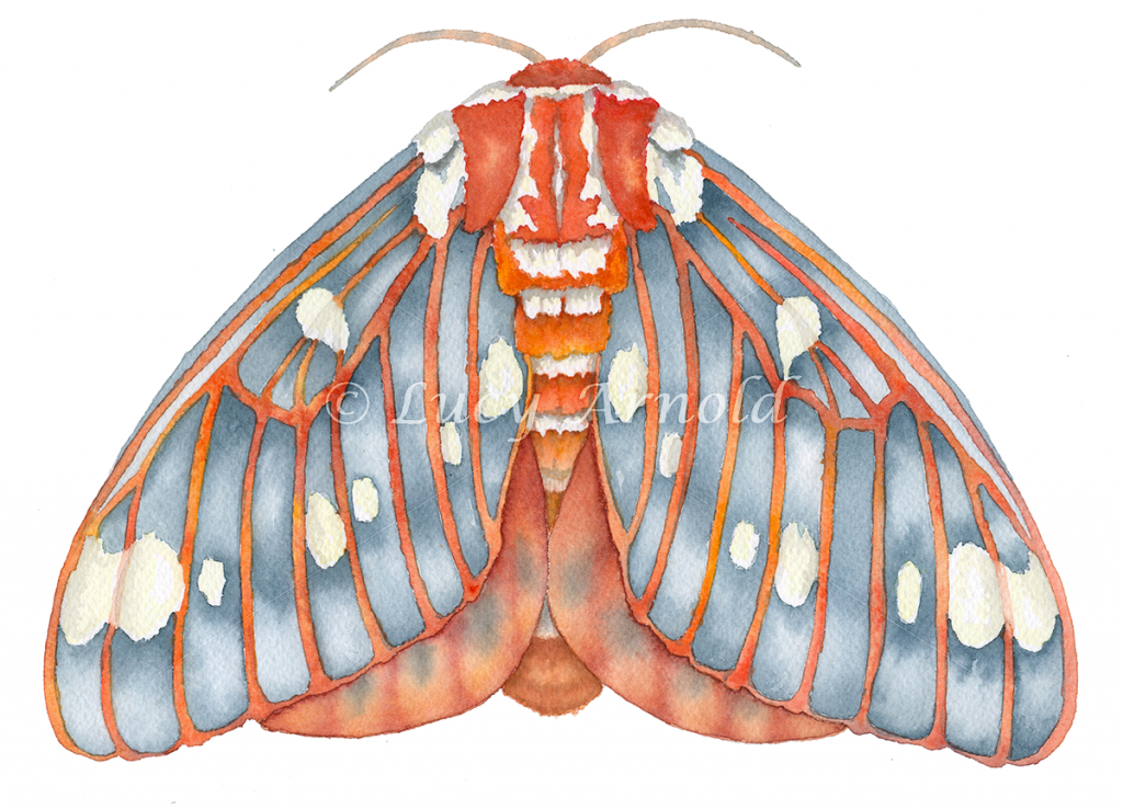 Regal Moth - Fine Art of Lucy Arnold