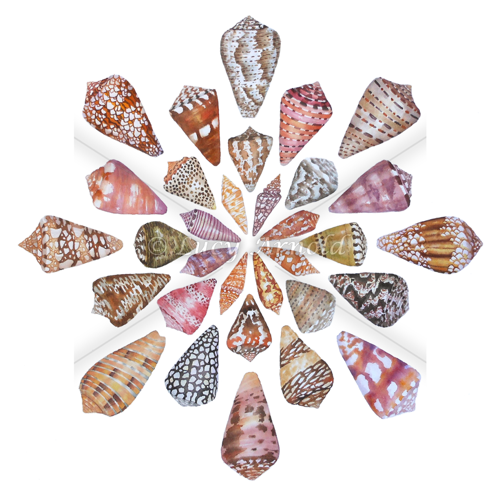 Toxic Tango III: Cone Shells - Fine Art of Lucy Arnold