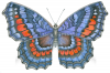 Gaudy Commodore Butterfly - Fine Art of Lucy Arnold