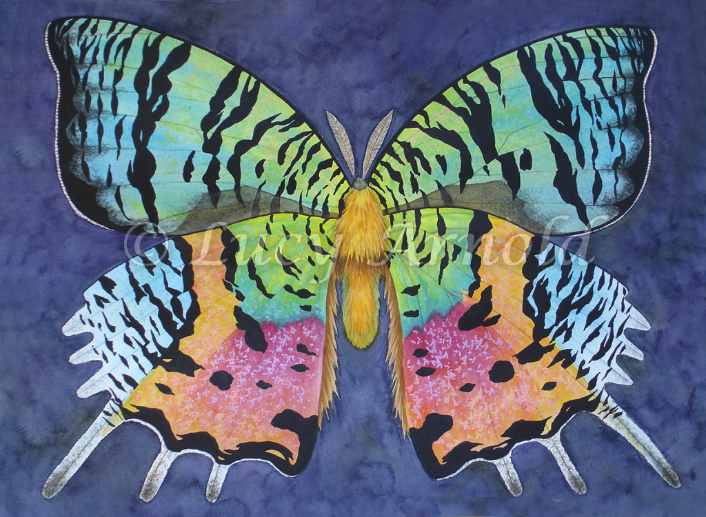 Madagascar Sunset Moth - Fine Art of Lucy Arnold