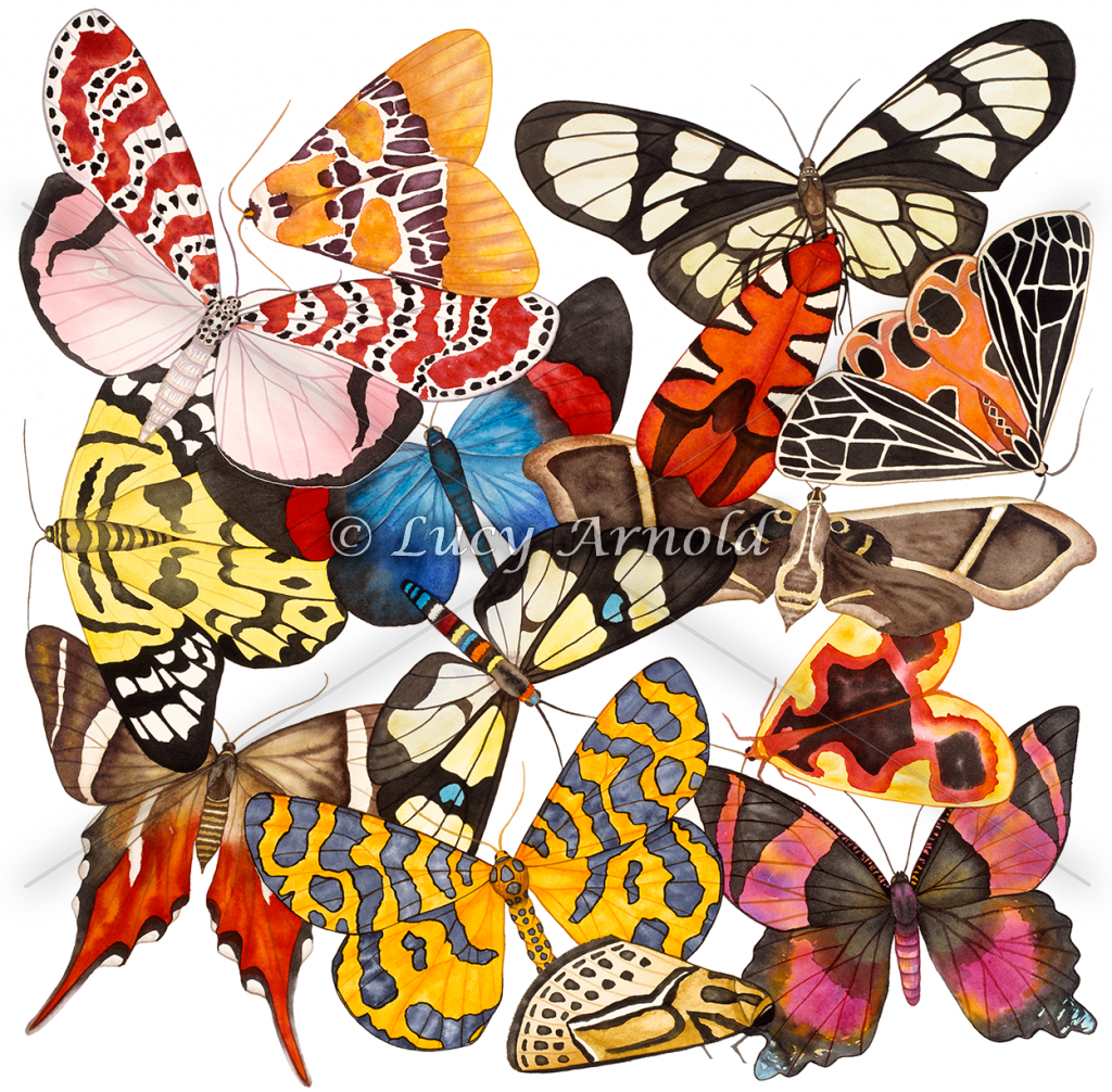 Bugs & Butterflies - Fine Art of Lucy Arnold