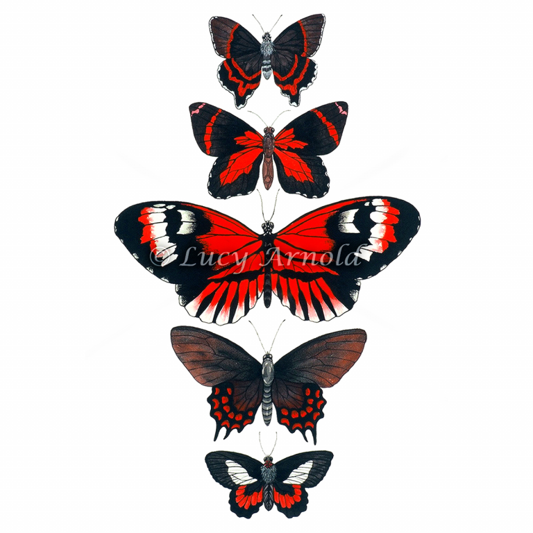 Bugs & Butterflies - Fine Art of Lucy Arnold