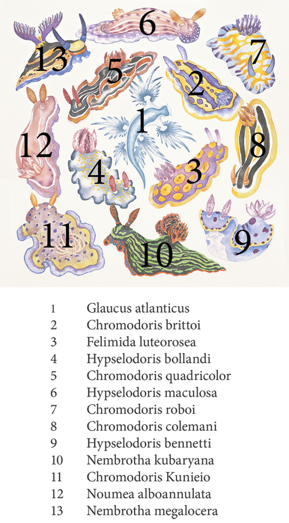 Sea Slugs ID chart - Fine Art of Lucy Arnold