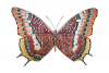Charaxes Butterfly - Fine Art of Lucy Arnold